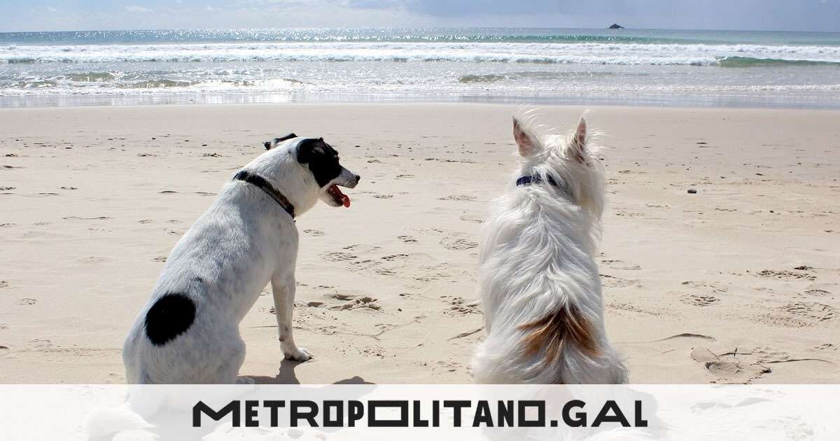 "Calor, playa y ¿mi perro?" 10 playas para perros en las Rías Baixas ...