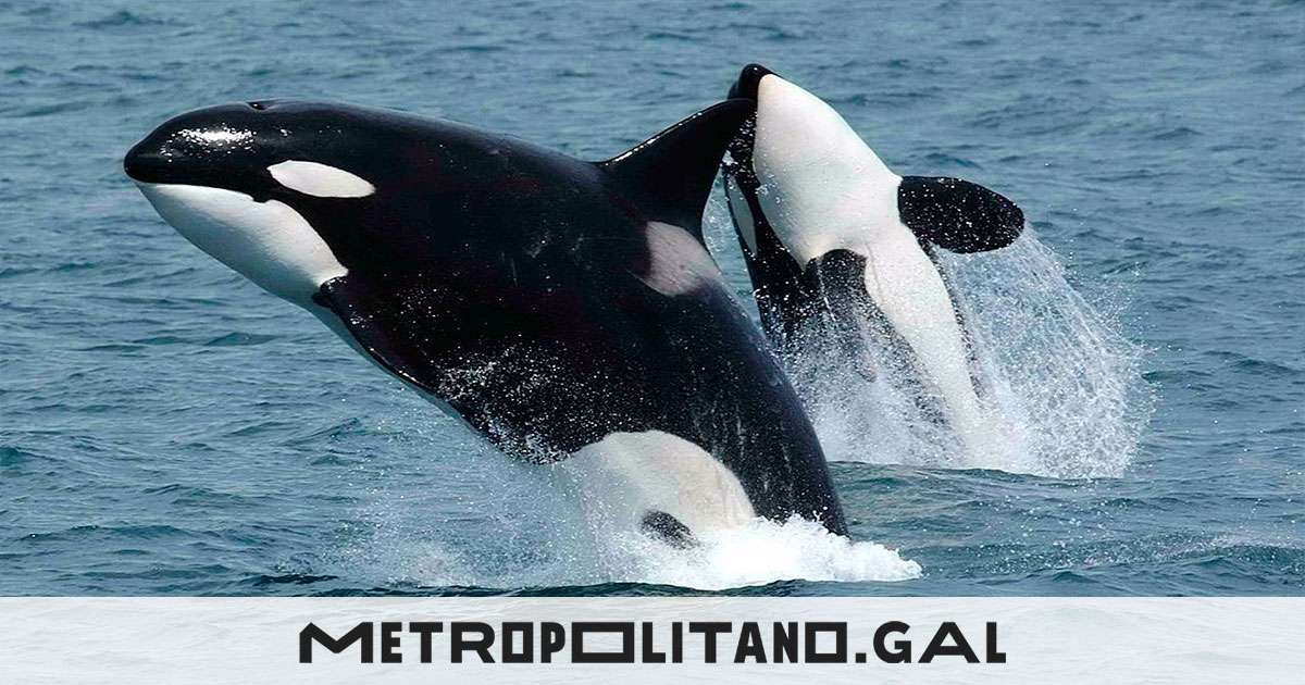 Primer incidente de orcas con un velero en Galicia este verano ...